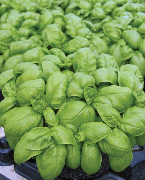 Basil - Emily Certified Organic Seeds – Astral Grow