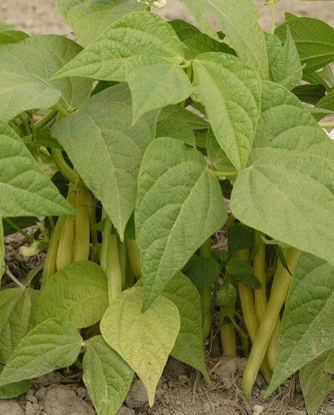 Beans - Gold Rush Yellow Wax Seeds – Astral Grow