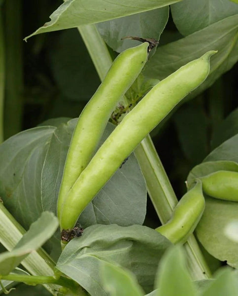 Beans - Windsor Seeds – Astral Grow