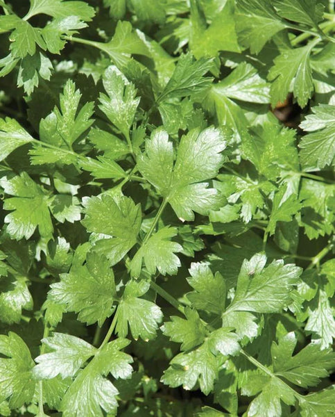 Cilantro - Santo Long Standing – Astral Grow
