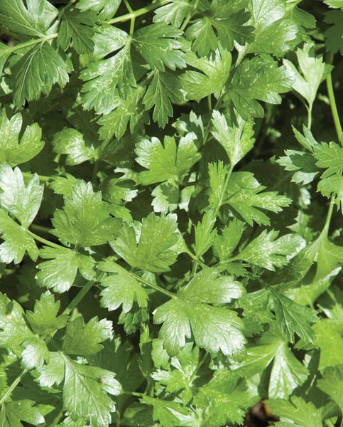 Cilantro - Santo Monogerm Seeds – Astral Grow