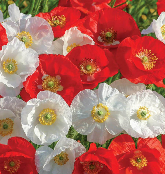 Poppies - Canada Mix – Astral Grow