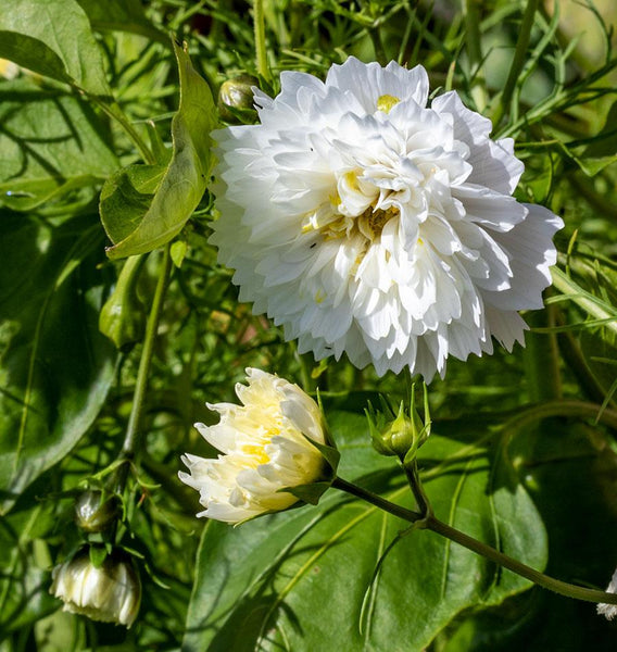 Cosmos - Snow Puff – Astral Grow