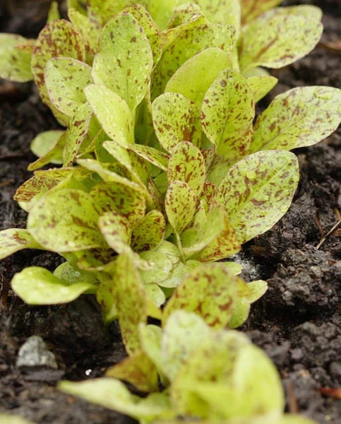 Lettuce - Freckles Seeds – Astral Grow