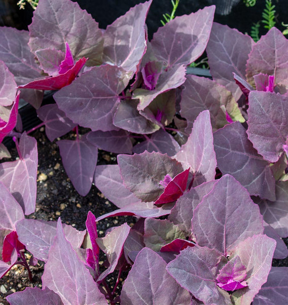 Wild Greens - Red Orach Organic – Astral Grow