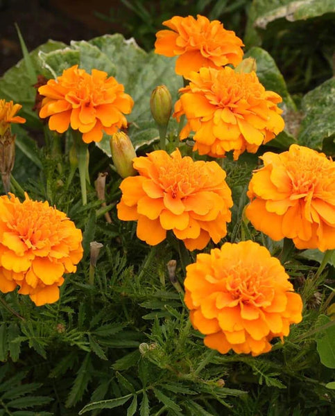 Marigolds - Brocade Seeds – Astral Grow