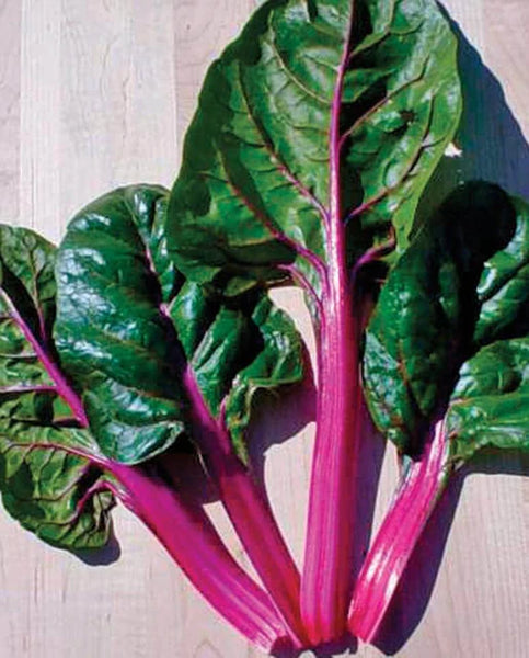 Swiss Chard - Magenta Sunset Seeds – Astral Grow
